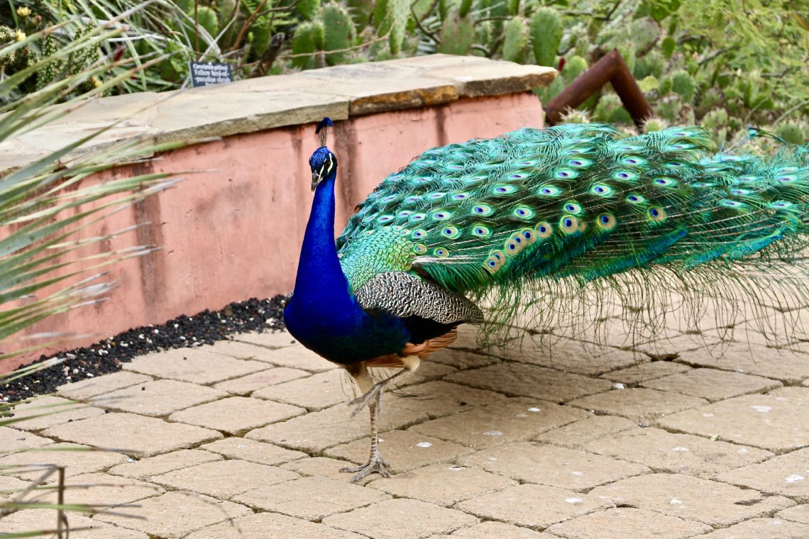 Chasing Peacocks In Los Angeles Los Angeles County Arboretum Roads