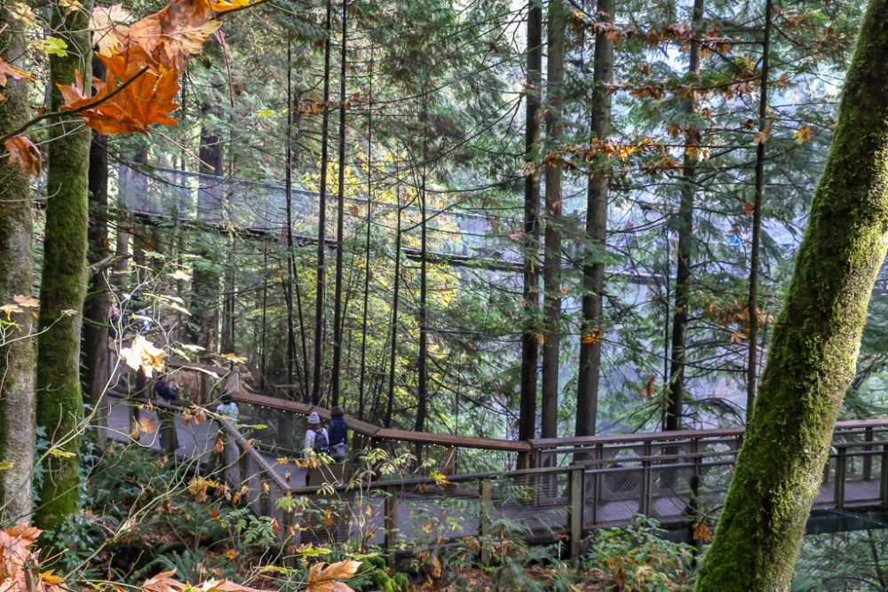 Why Should You Visit Capilano Suspension Bridge? - Roads and Destinations