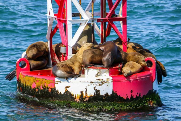 Where to See Marine Wildlife in California - Roads and Destinations