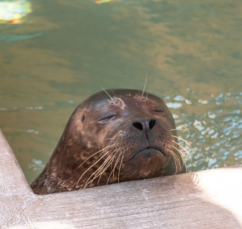 The Best Places to See Marine Wildlife in California - Roads and ...