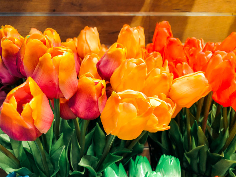 Culture of the Netherlands: Tulips, Windmills, and More - Roads and ...