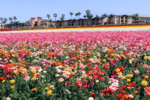 16 Best Places to See Wildflower and Flower Fields in California ...