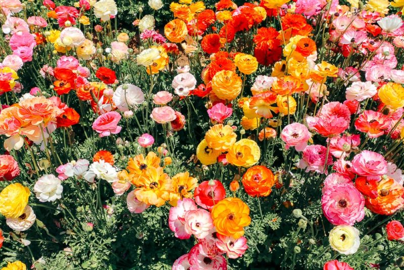 How to Visit and Photograph Flower Fields - Roads and Destinations