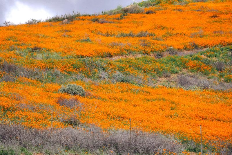How to Visit and Photograph Flower Fields - Roads and Destinations