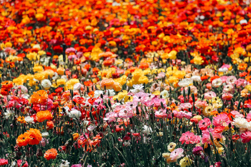 How to Visit and Photograph Flower Fields - Roads and Destinations