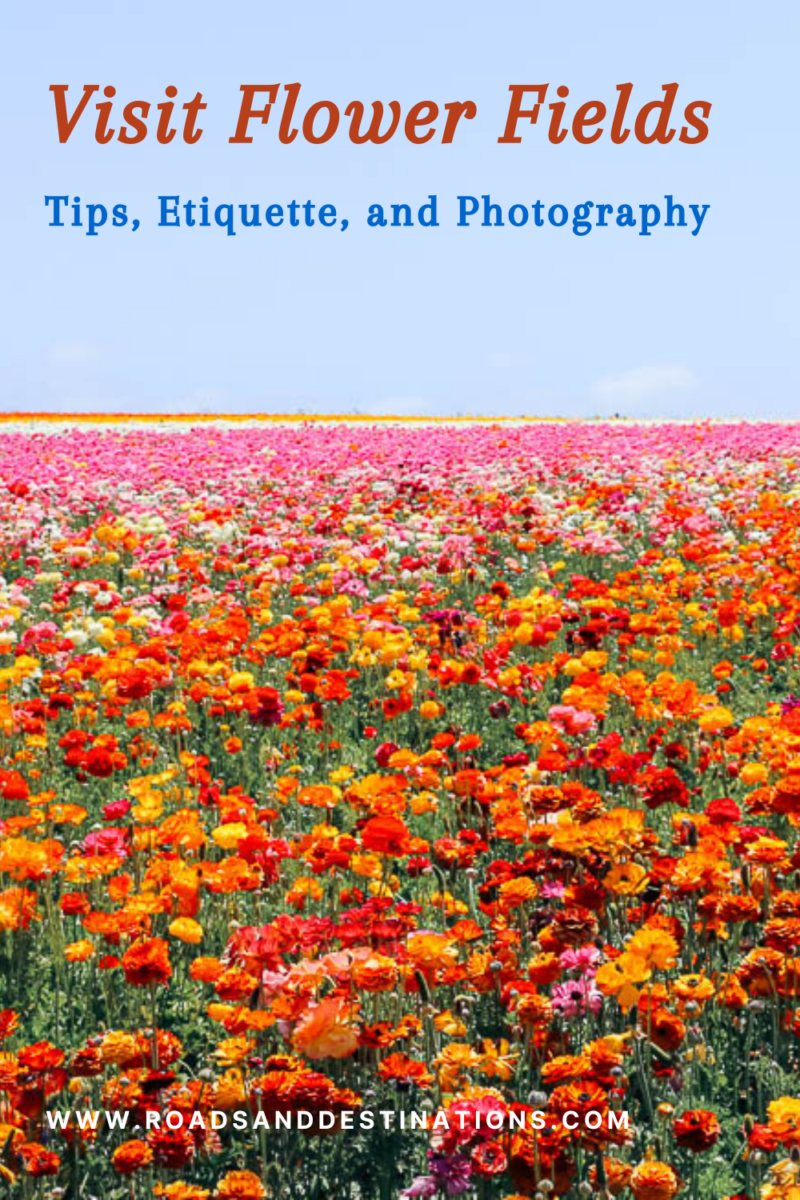 How to Visit and Photograph Flower Fields - Roads and Destinations