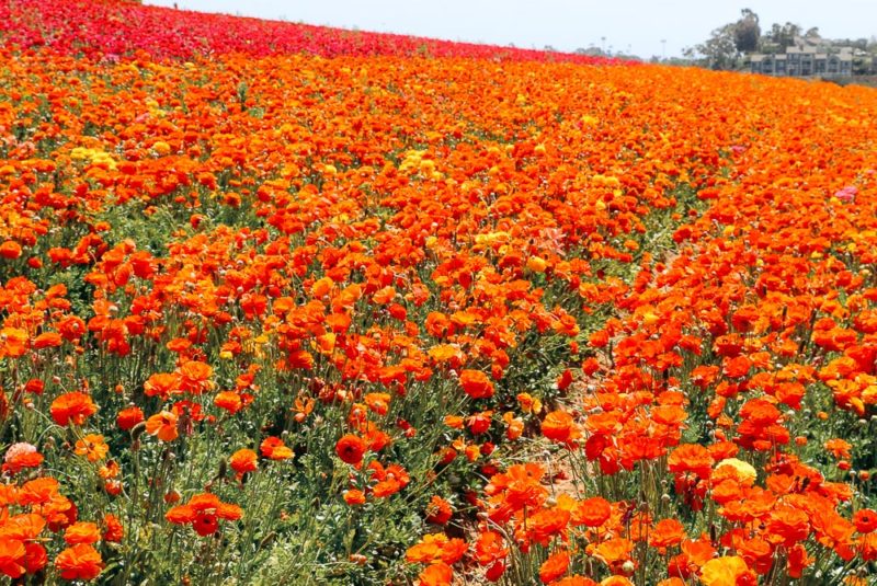 Visit The Flower Fields in Carlsbad with Kids (Photos and Tips) - Roads ...