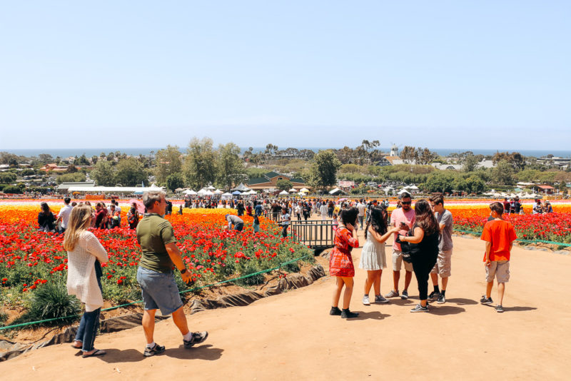 Visit The Flower Fields in Carlsbad with Kids (Photos and Tips) - Roads ...