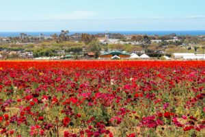Visit The Flower Fields in Carlsbad with Kids (Photos and Tips) - Roads ...