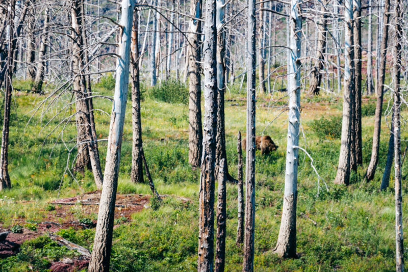 How to Hike to Baring Falls in Glacier National Park: 3 Trail Options ...