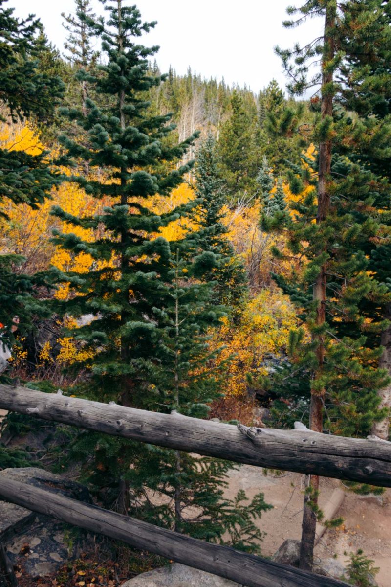 Alberta Falls Hike in Rocky Mountain National Park: 2 Trail Options ...