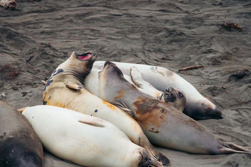 Visiting Piedras Blancas Elephant Seal Rookery in San Simeon - Roads ...