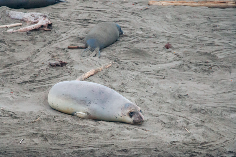 Visiting Piedras Blancas Elephant Seal Rookery in San Simeon - Roads ...