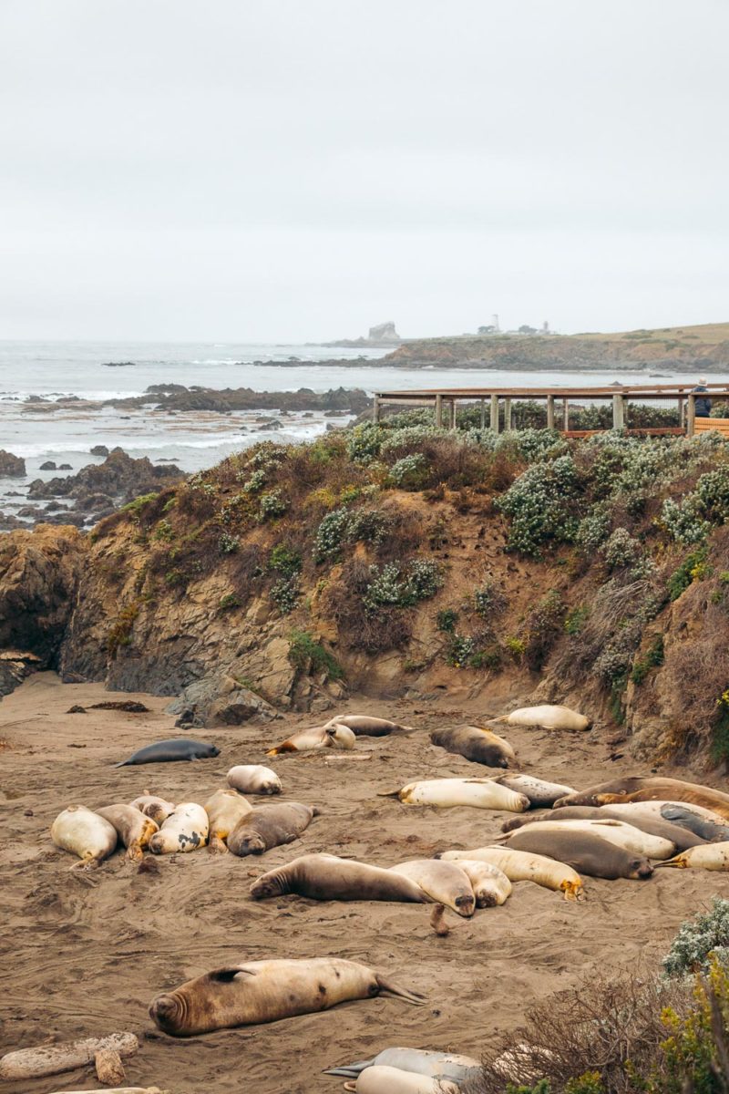 Visiting Piedras Blancas Elephant Seal Rookery in San Simeon - Roads ...
