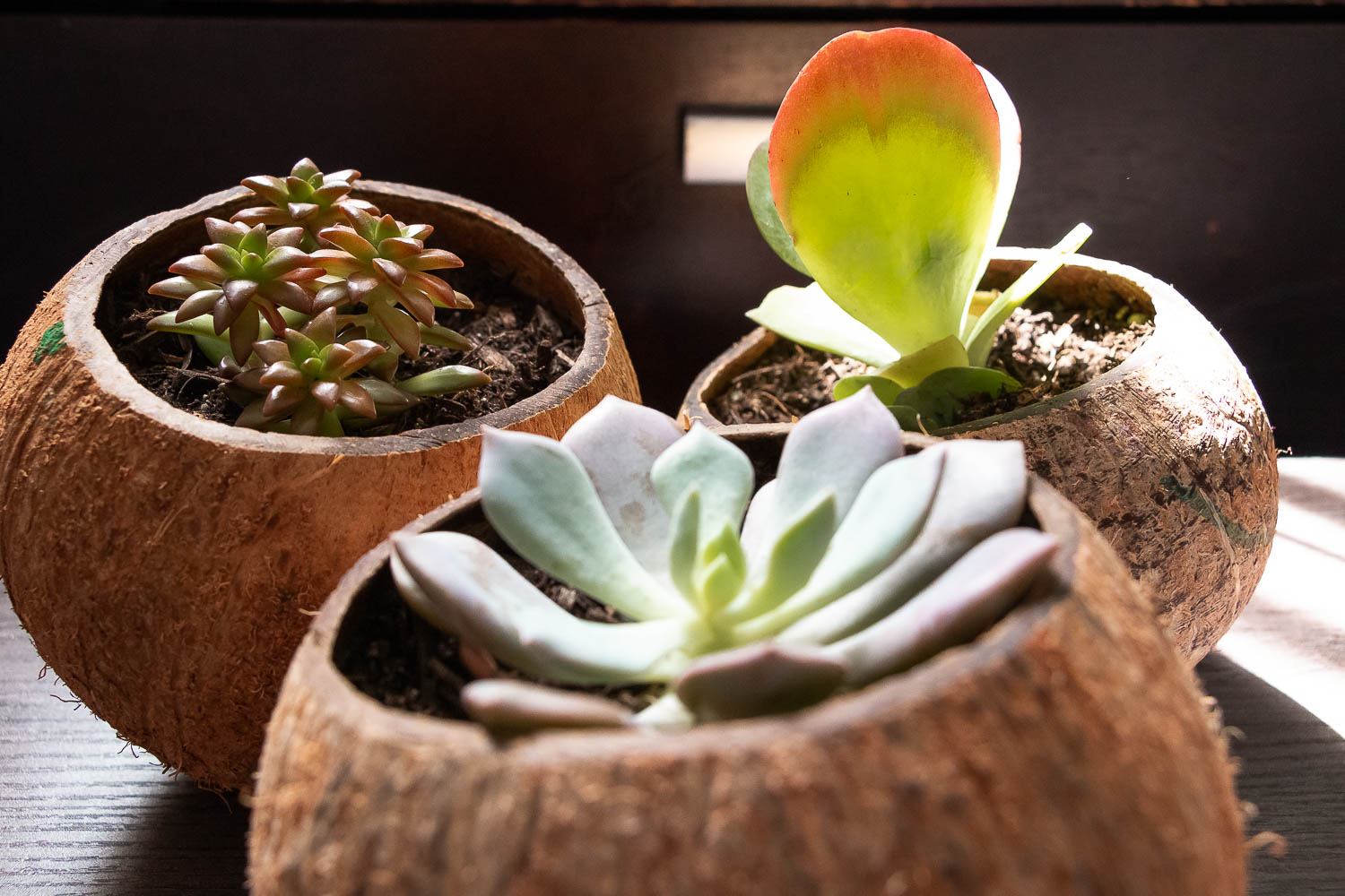 Spruce up Your Home with Tropical Coconut Pots - Roads and Destinations