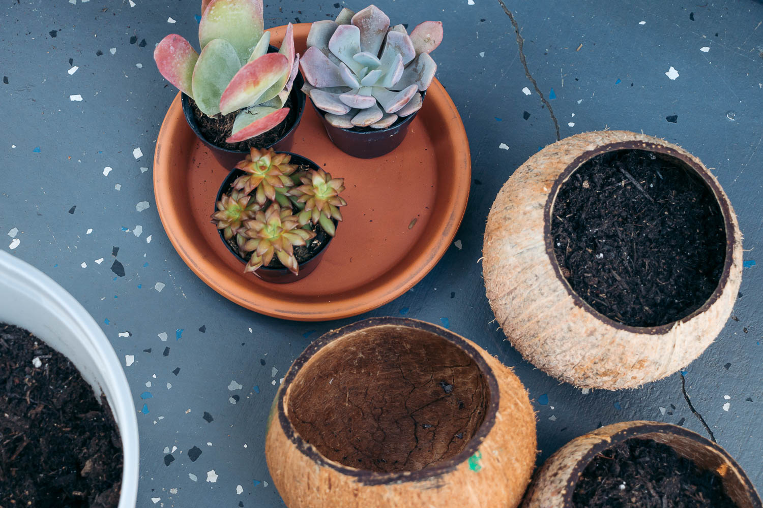 Spruce up Your Home with Tropical Coconut Pots - Roads and Destinations