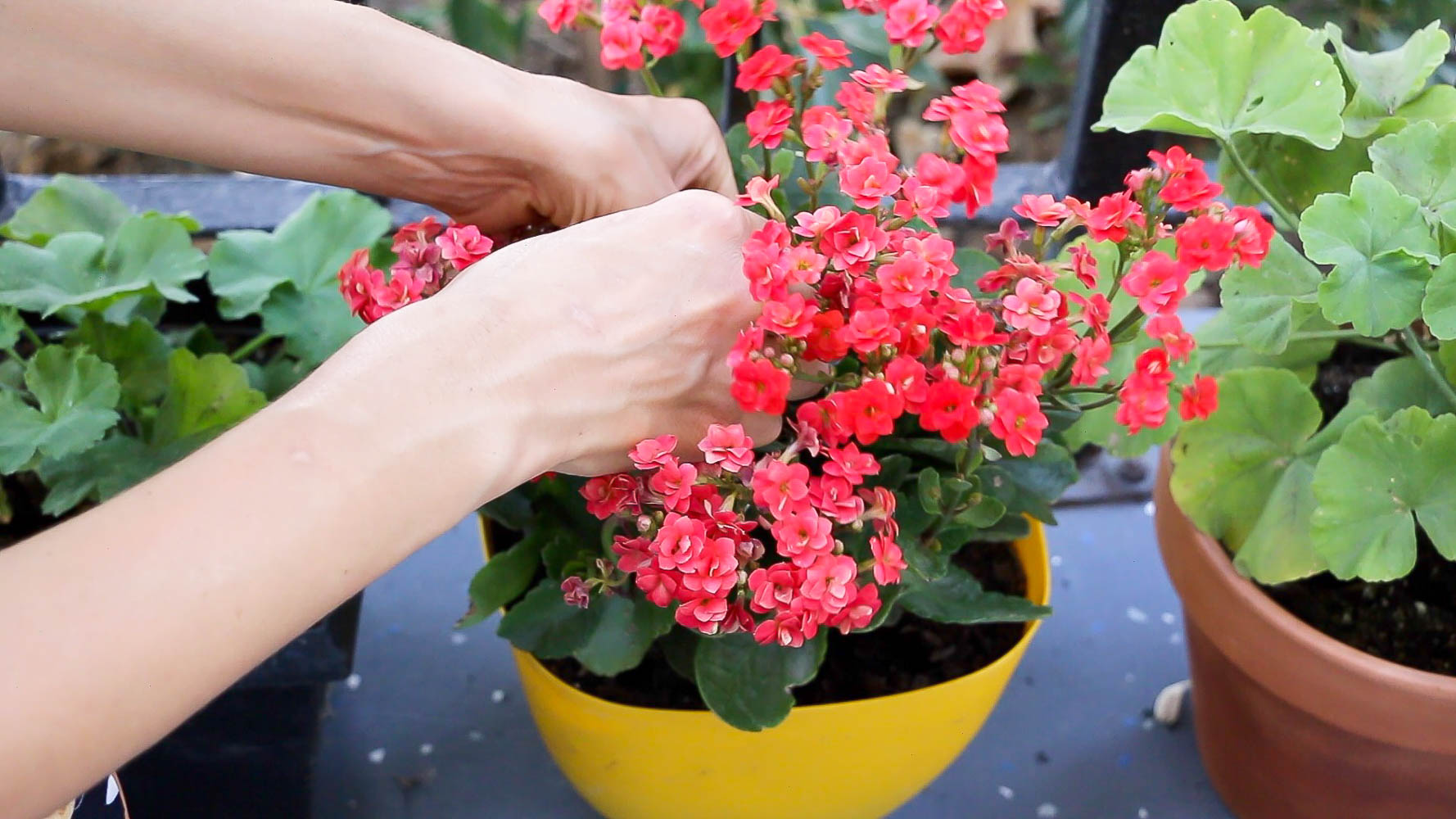Plants from around the World to Spruce Up Your Home - Roads and ...