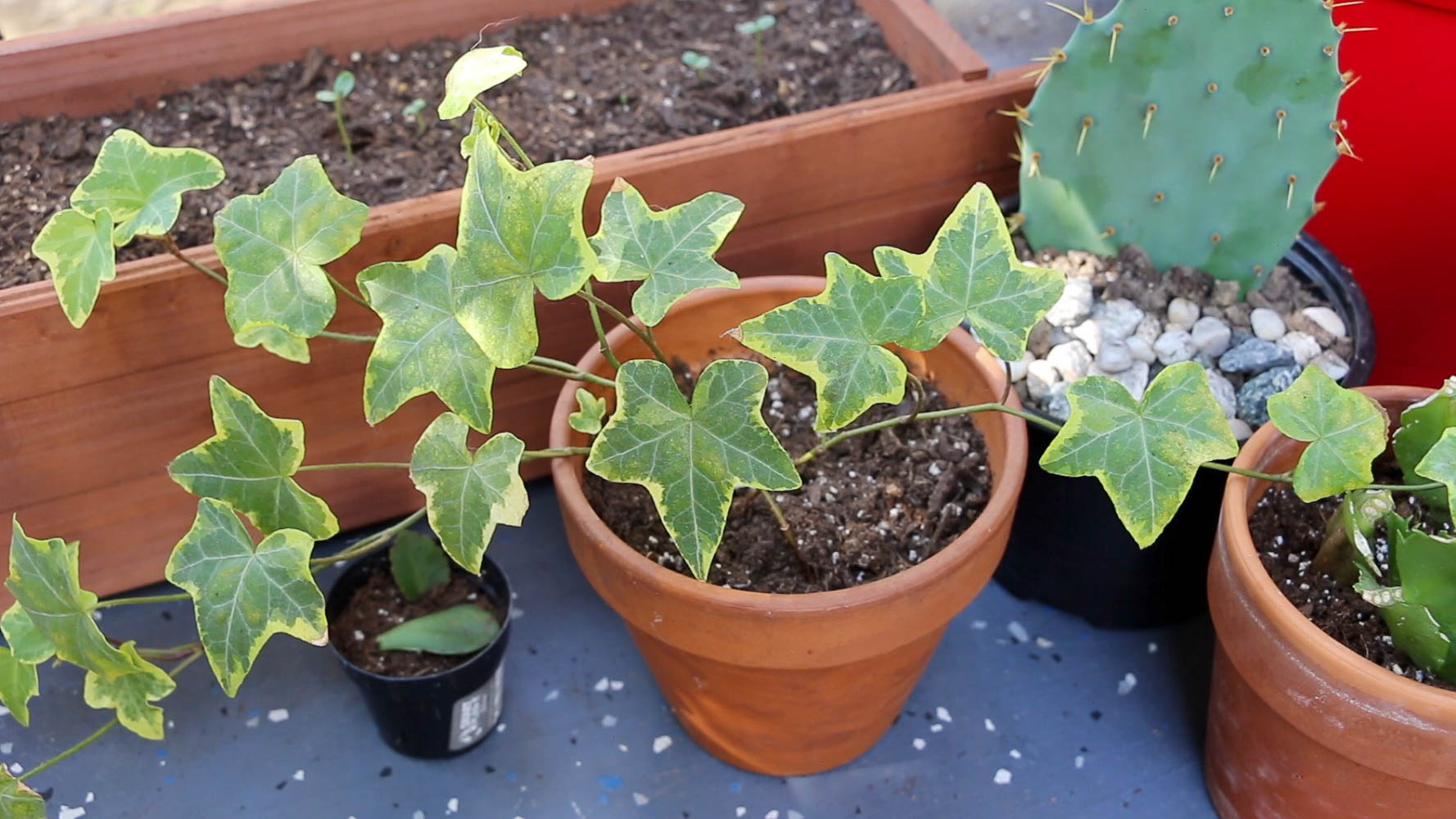 Plants from around the World to Spruce Up Your Home - Roads and ...