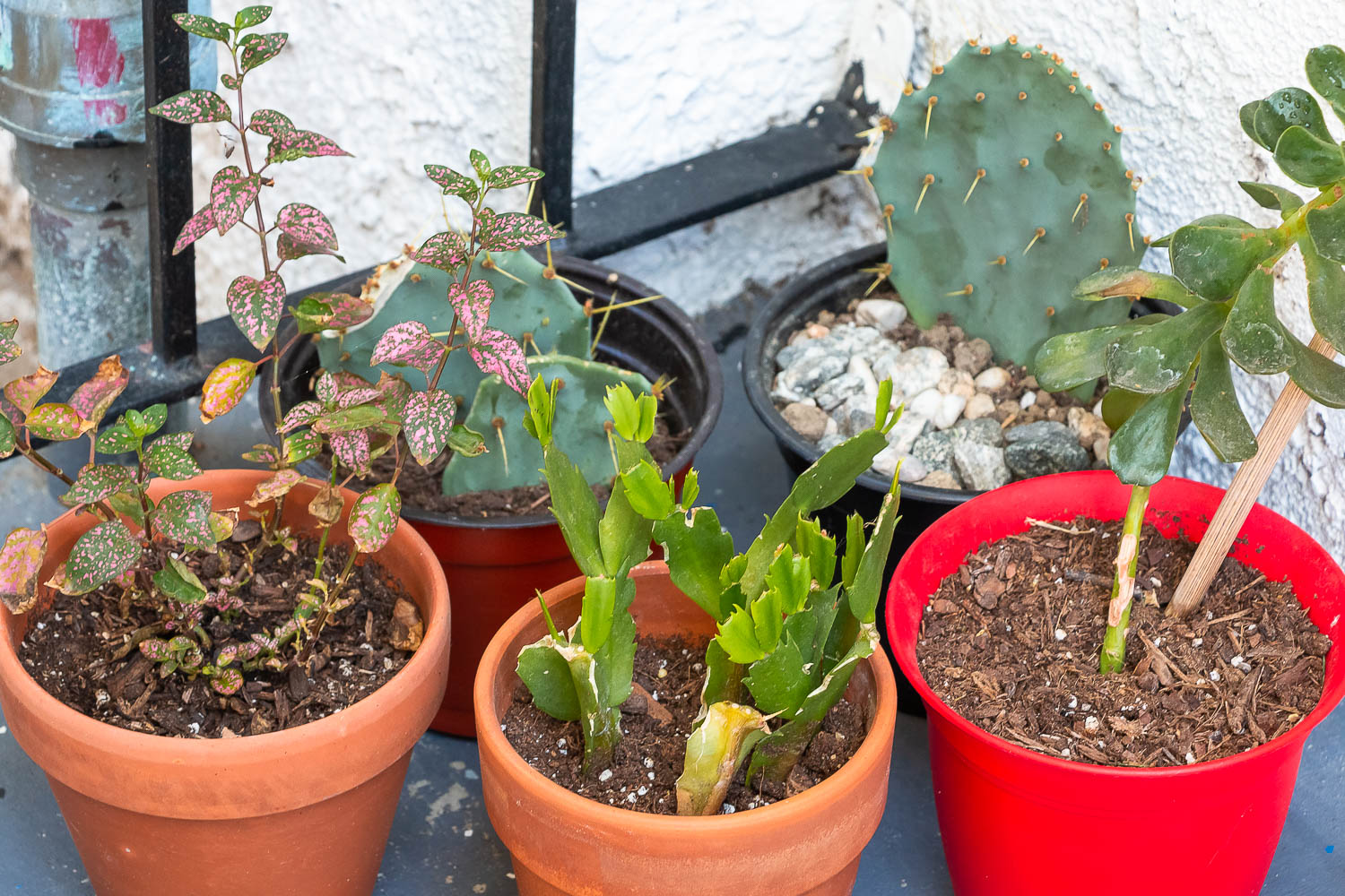 Plants from around the World to Spruce Up Your Home - Roads and ...