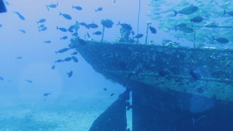 The Underwater World of Maui: Atlantis Submarine Adventure - Roads and ...