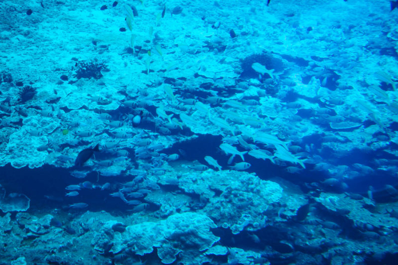 The Underwater World of Maui: Atlantis Submarine Adventure - Roads and ...