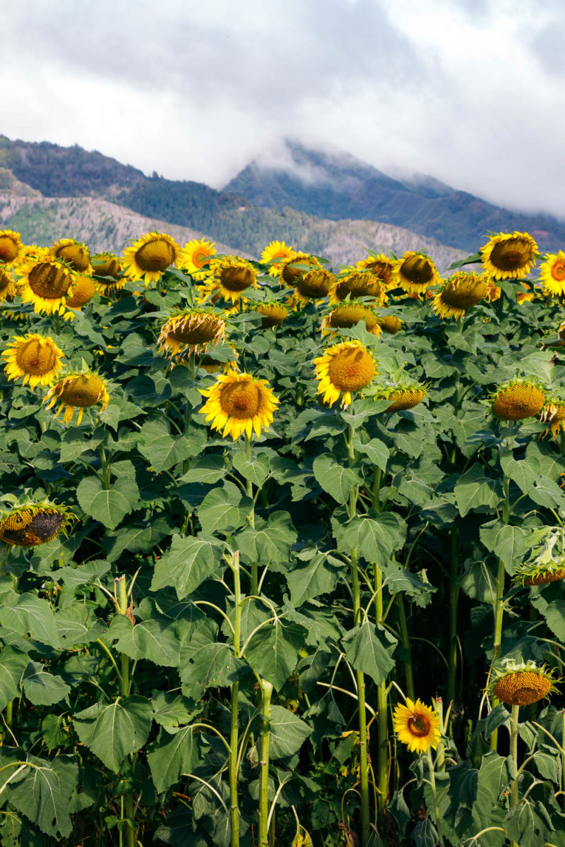 Where to See Sunflower Fields on Maui - Roads and Destinations