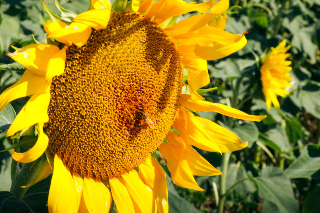 Where to See Sunflower Fields on Maui - Roads and Destinations