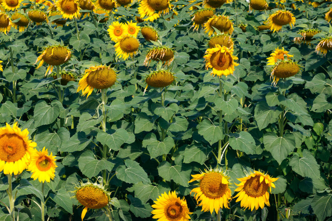 Where to See Sunflower Fields on Maui - Roads and Destinations
