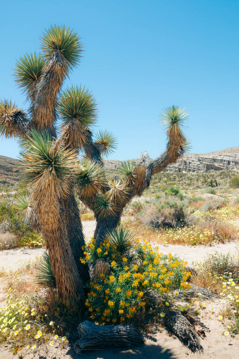 The 9 Best Things to Do in Red Rock Canyon State Park, California ...
