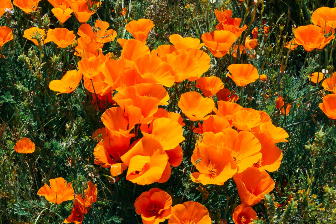 Should You Really Visit Antelope Valley California Poppy Reserve ...