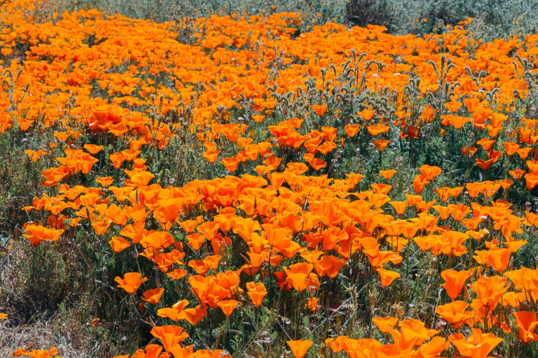 Should You Really Visit Antelope Valley California Poppy Reserve ...