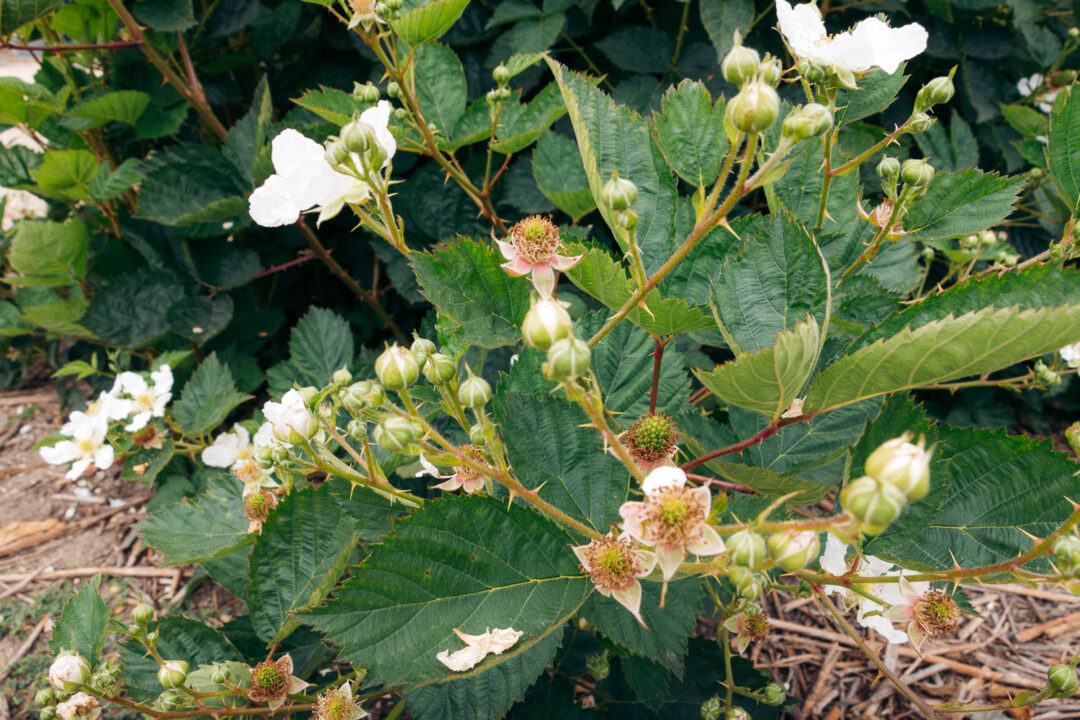 Strawberry Picking near Los Angeles: Underwood Farms - Roads and ...