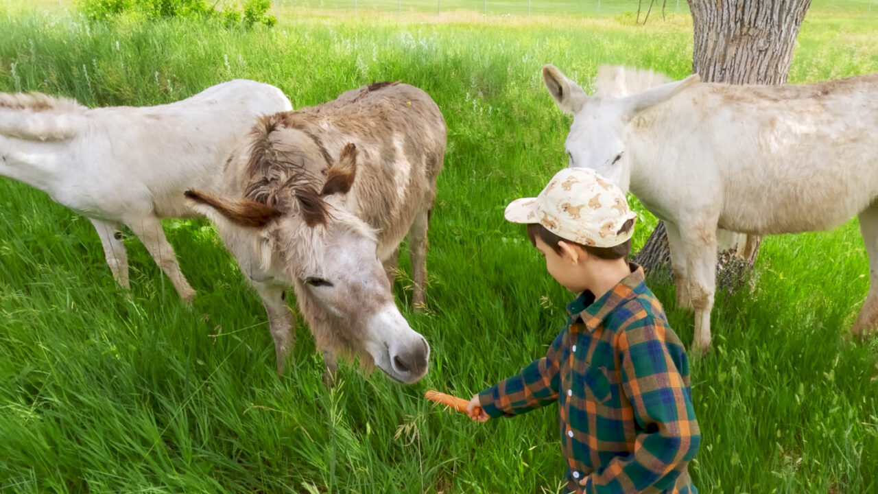 10 Best Things to Do in Custer State Park in One Day - Roads and ...