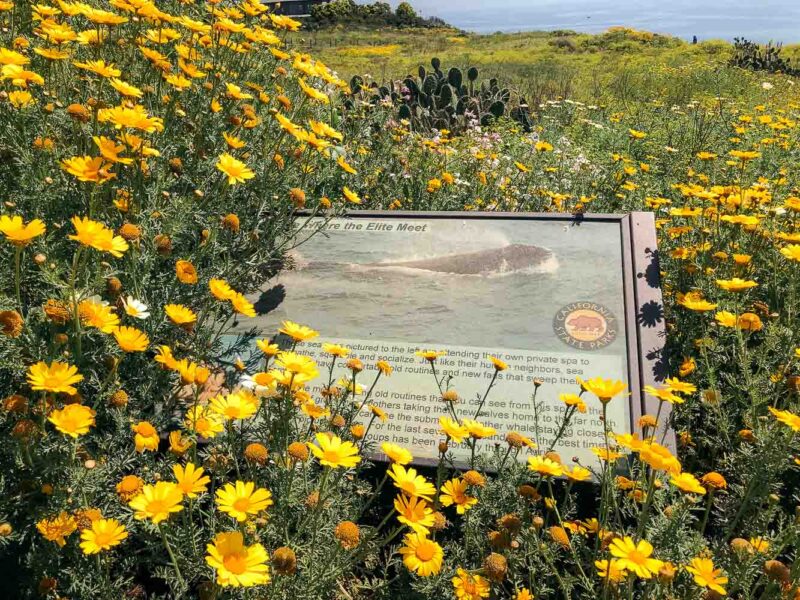 Point Dume State Beach: A Secret Spot in Malibu - Roads and Destinations