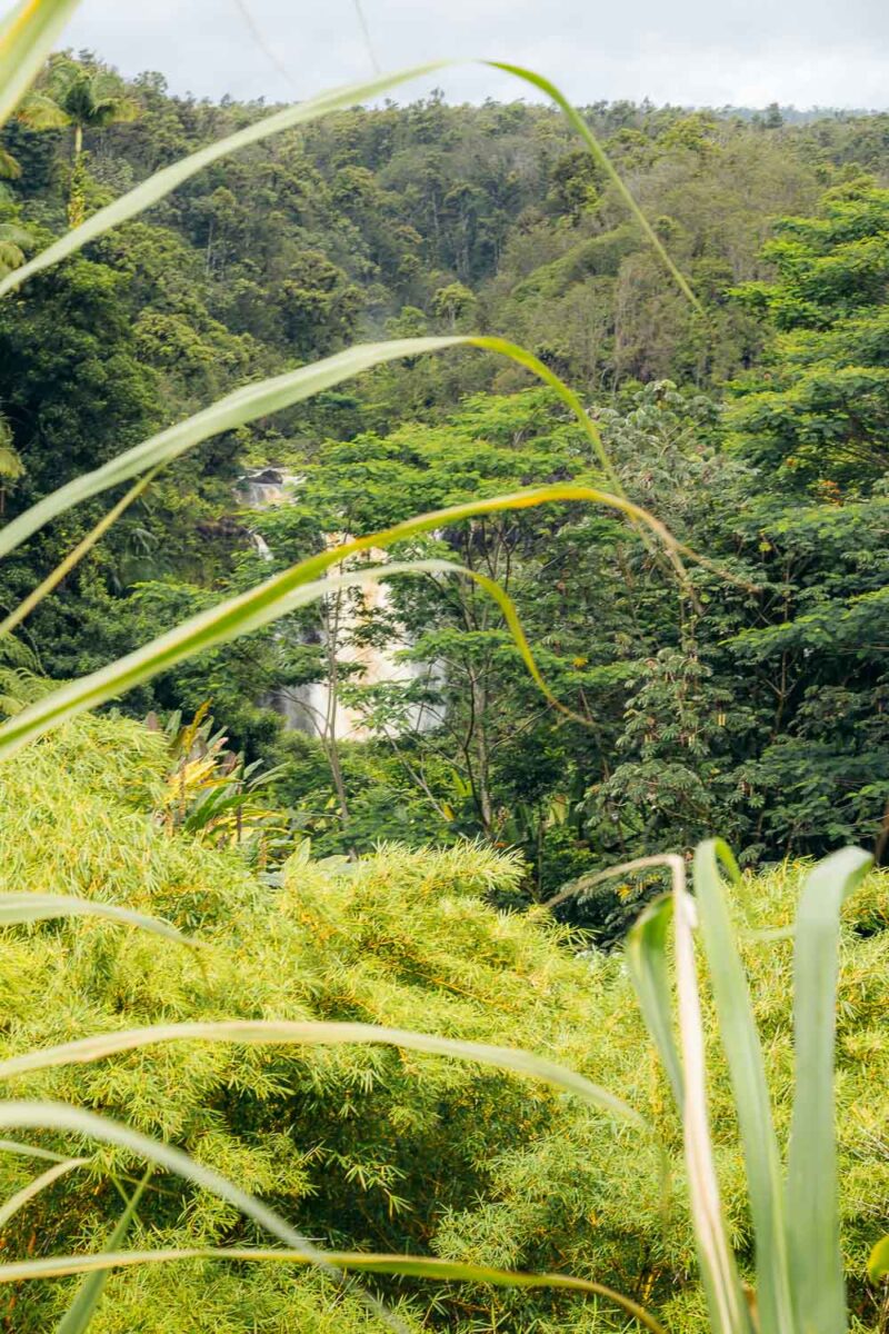 Hiking to Akaka Falls on the Big Island of Hawaii - Roads and Destinations